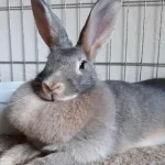 Roblox-Scripter - Scripts, guides, codes for any Roblox games